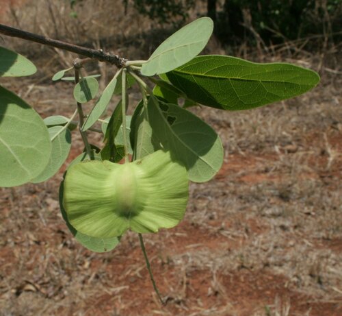 Terminalia volucris · iNaturalist United Kingdom