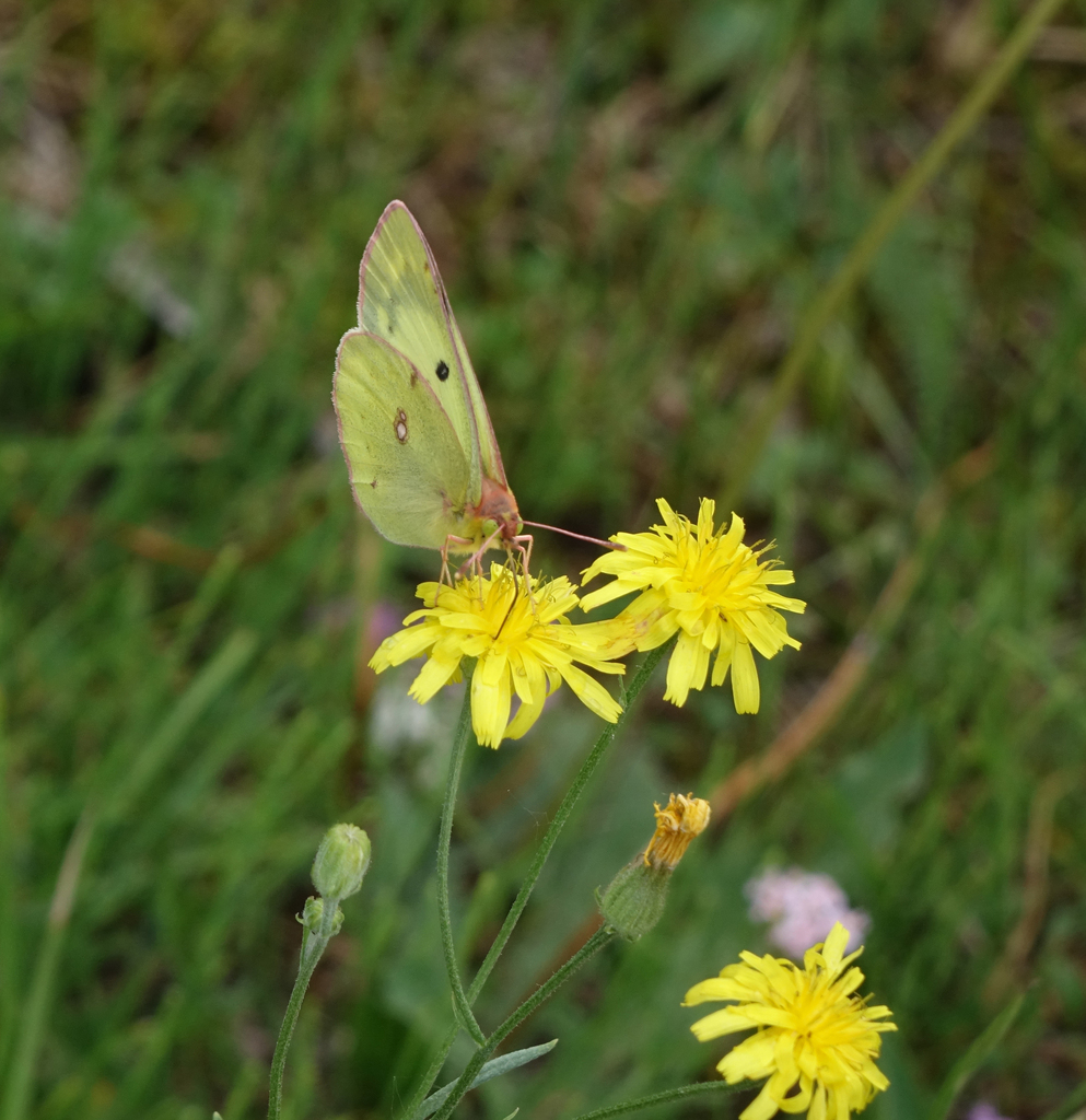 Pale Clouded Yellow from Russia, Sakha Republic (Yakutia), Aldan Ulus ...