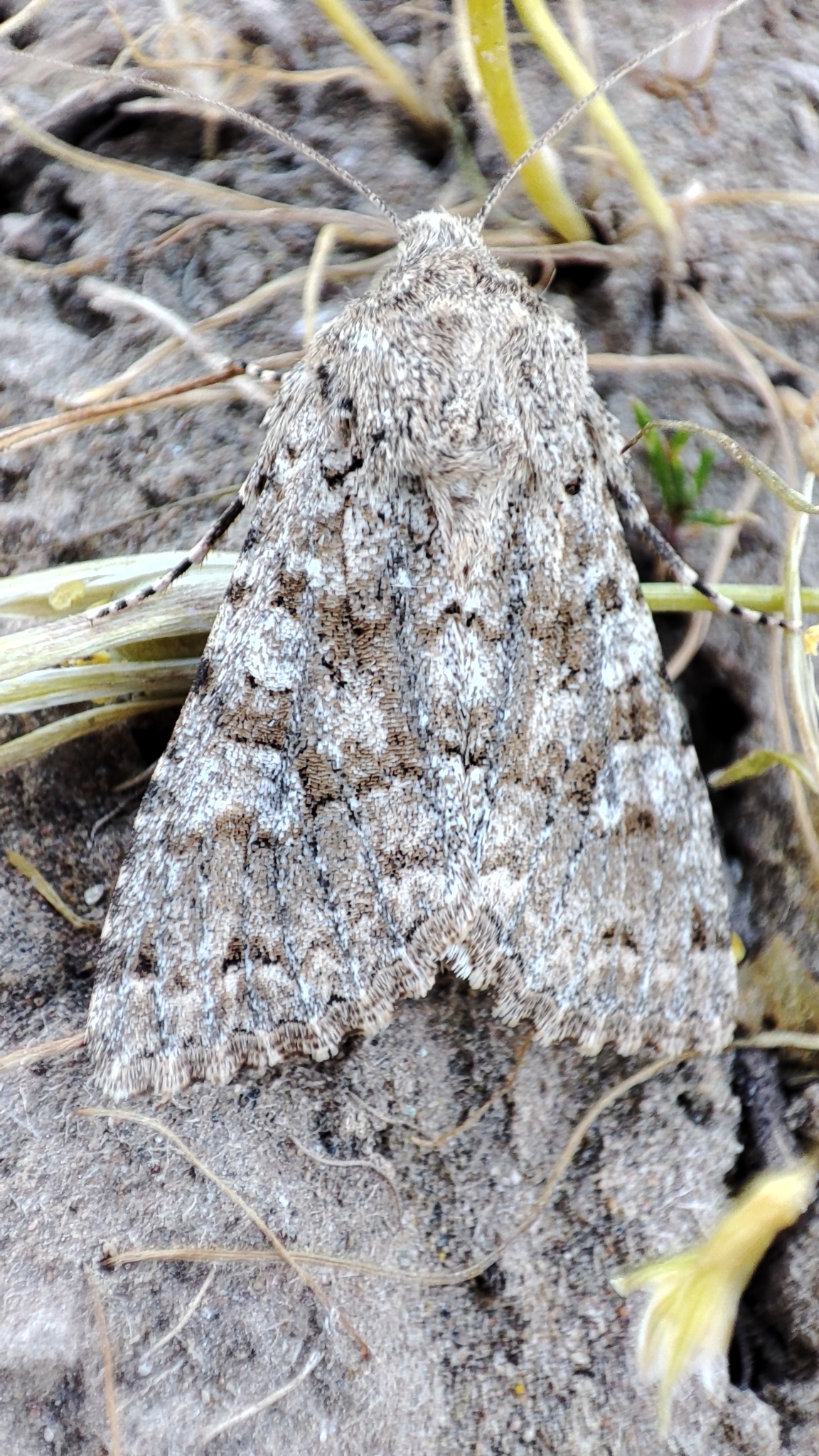 Anarta sabulorum Alphéraky, 1882