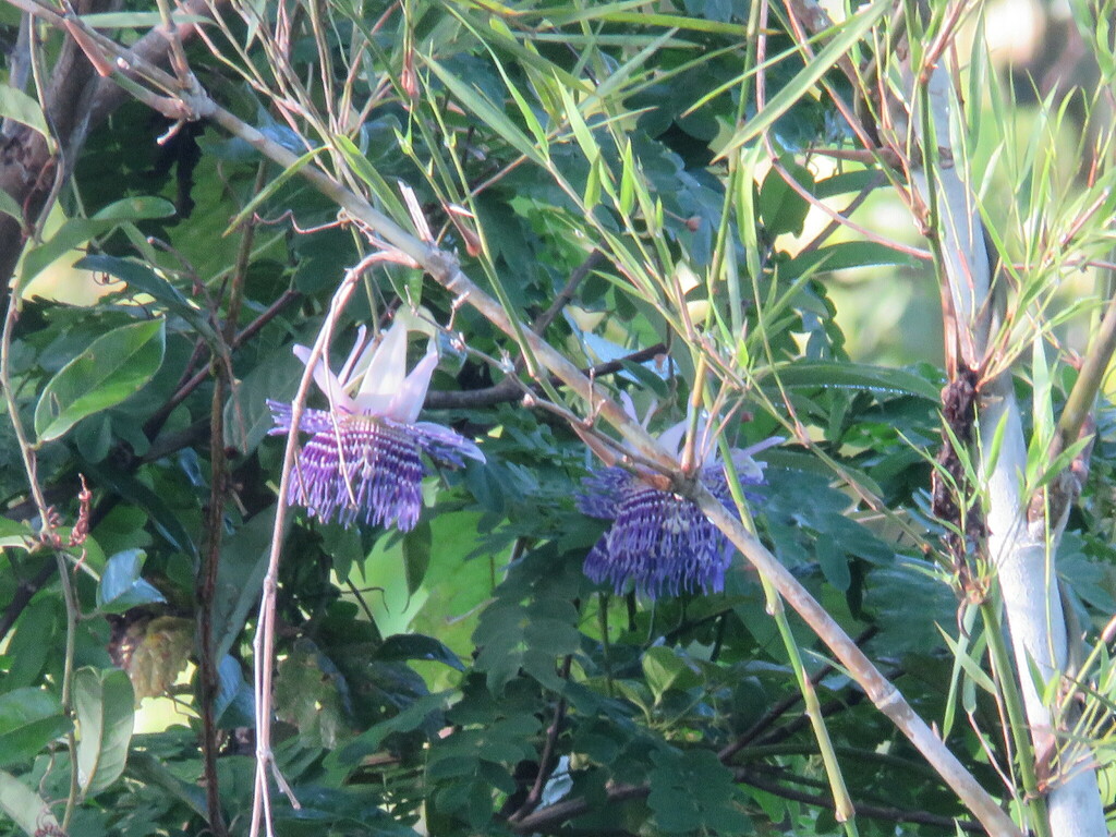 Passiflora phellos from Vaca Diez, Bolivia on May 13, 2023 at 07:53 AM ...