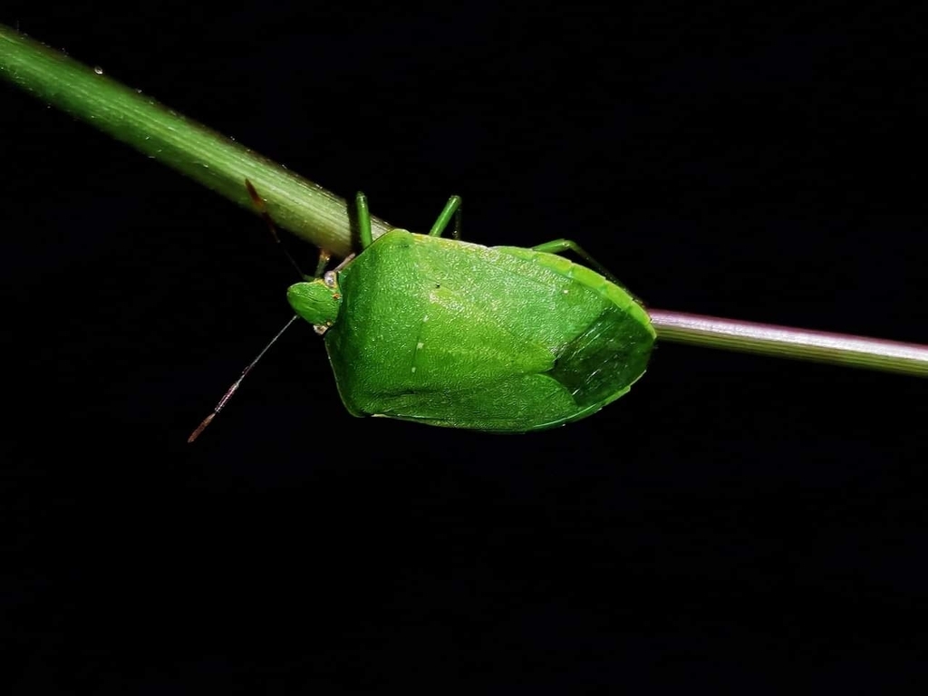 Southern Green Stink Bug from 25sur y 300oeste del Caribbean sport bar ...