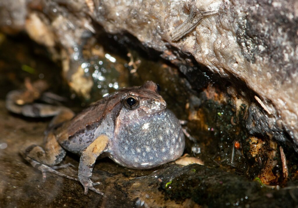 Eastern Sign-bearing Froglet in April 2023 by LFW-ScenicRim · iNaturalist