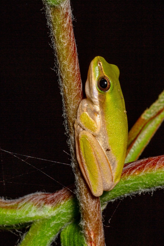 Eastern Dwarf Tree Frog in April 2023 by LFW-ScenicRim · iNaturalist