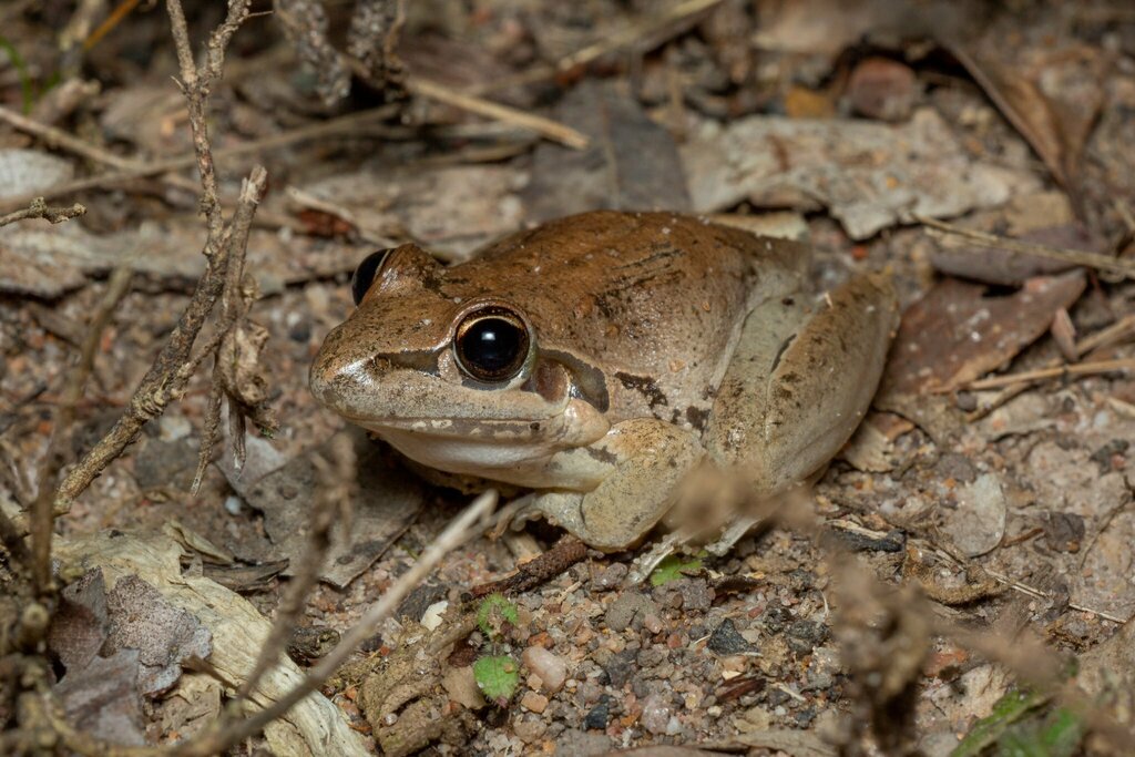 Broad-palmed Frog in April 2023 by LFW-ScenicRim · iNaturalist