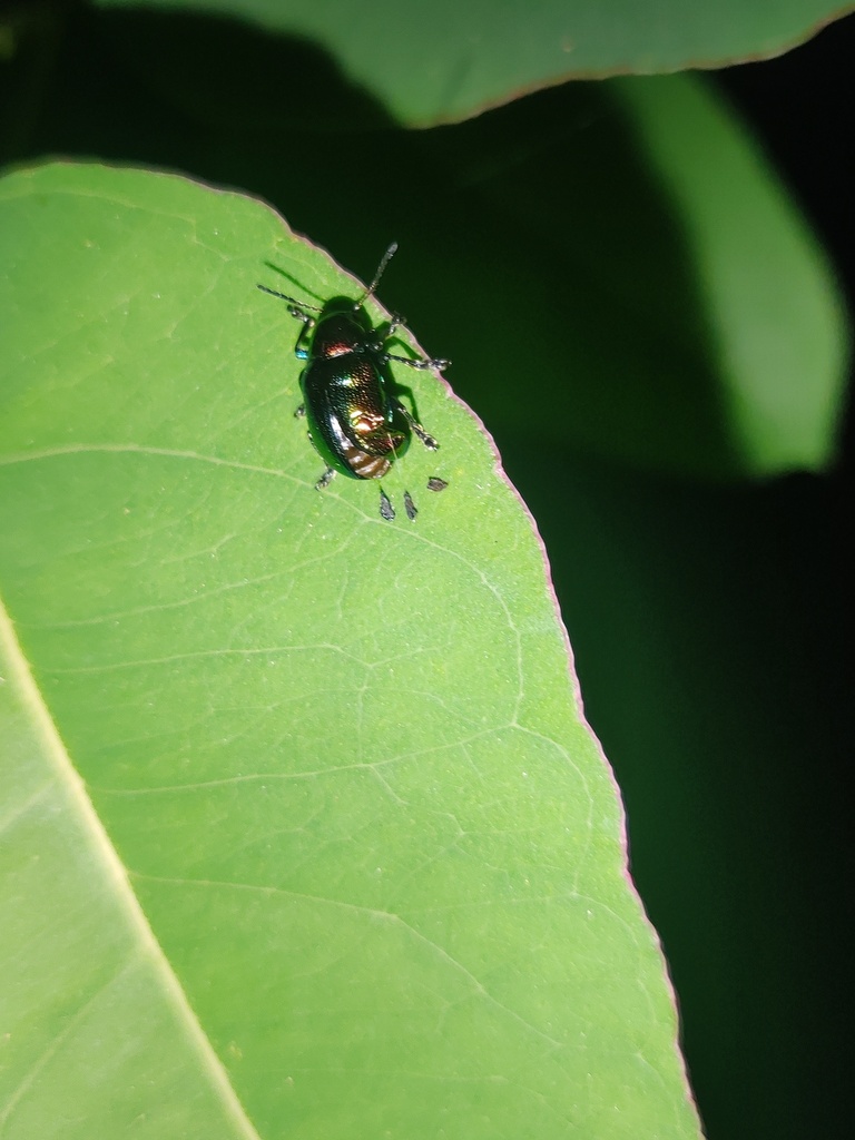 Platycorynus parryi from 会昌县, 赣州市, 江西省, CN on May 15, 2023 at 08:45 PM ...