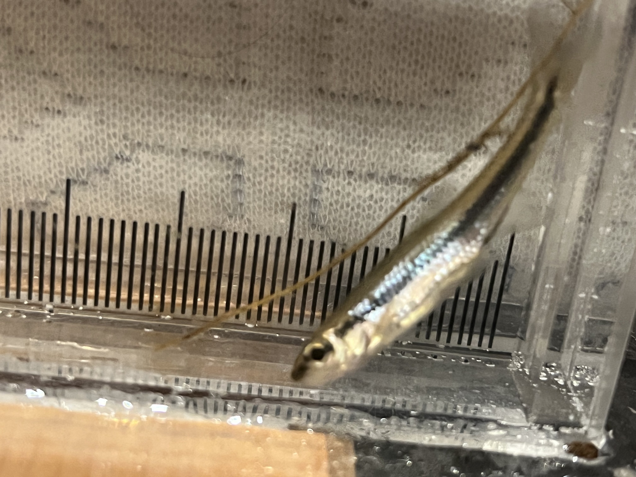 Notropis heterodon (Cope, 1865)