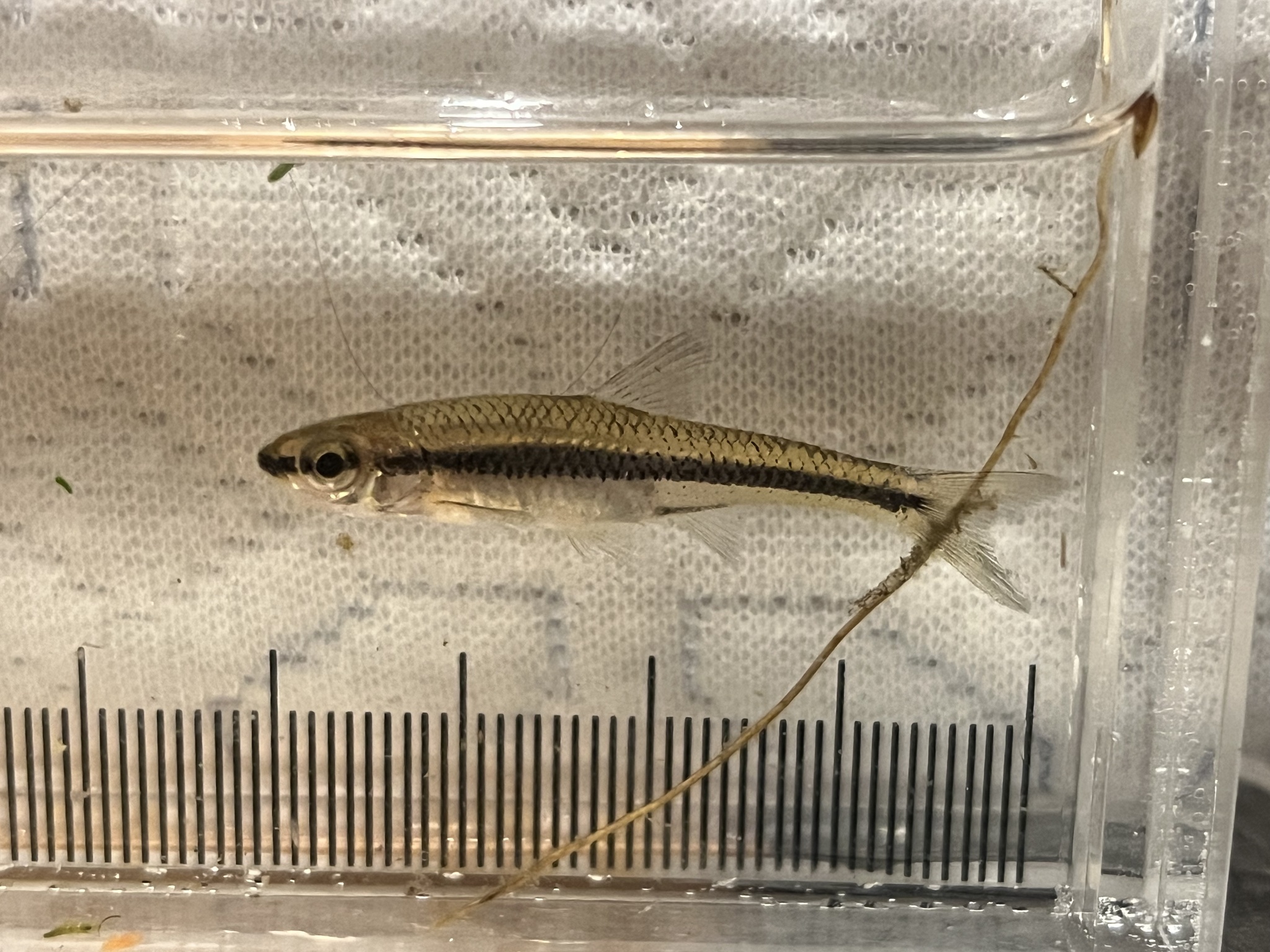 Notropis heterodon (Cope, 1865)