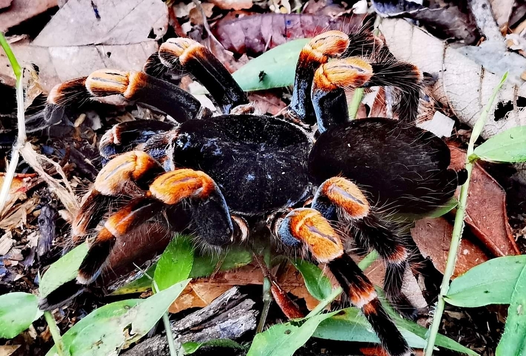 Costa Rican Redleg Tarantula from San Rafael, Costa Rica on May 13 ...