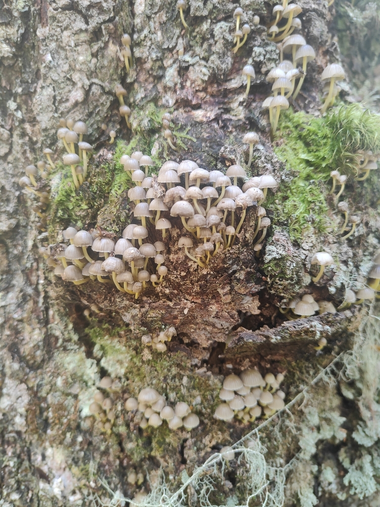 Bonnets from Craigieburn Forest Park, NZ-CA-SY, NZ-CA, NZ on April 09 ...