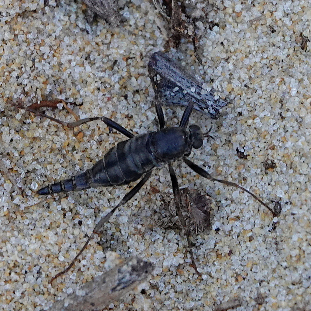 Australian Wingless Soldier Fly from Bournda NSW 2548, Australia on May ...