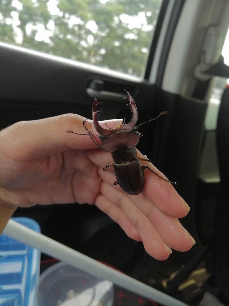 Lucanus fortunei from 中国浙江省湖州市安吉县 on July 15, 2022 by David Guo ...