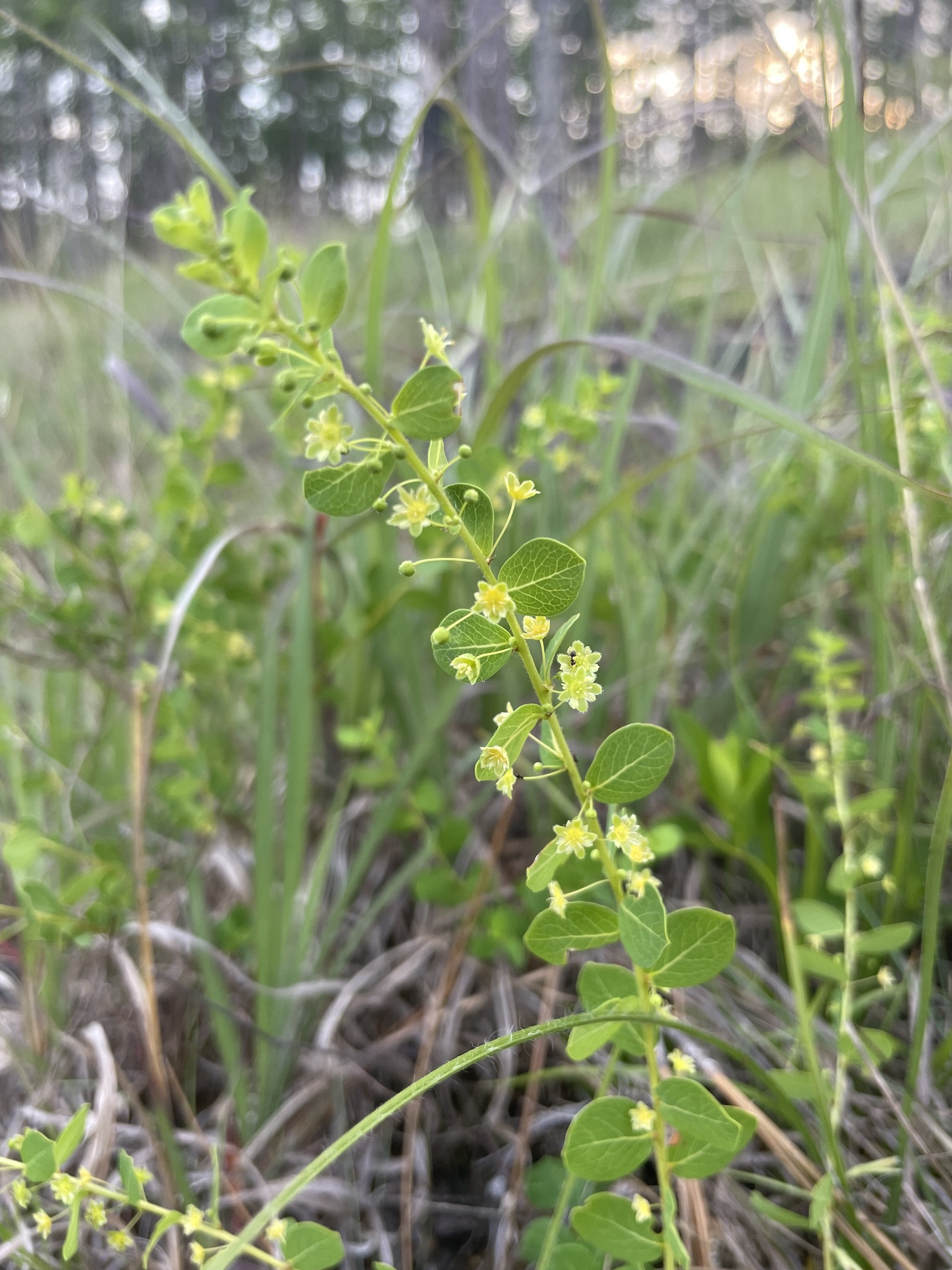 Phyllanthopsis phyllanthoides (Nutt.) Voronts. & Petra Hoffm.
