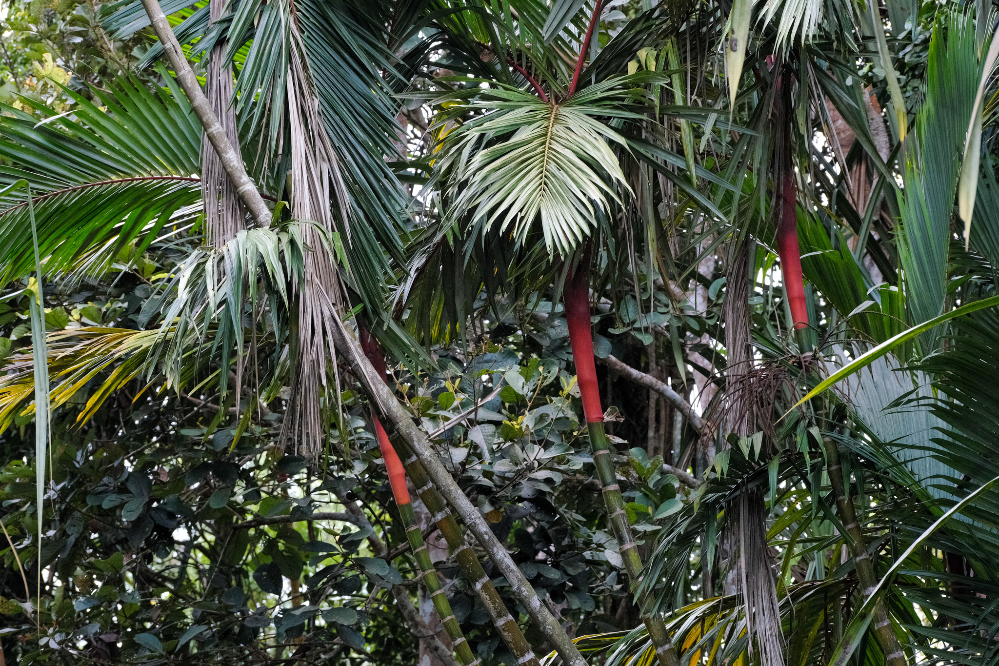 Cyrtostachys renda Blume