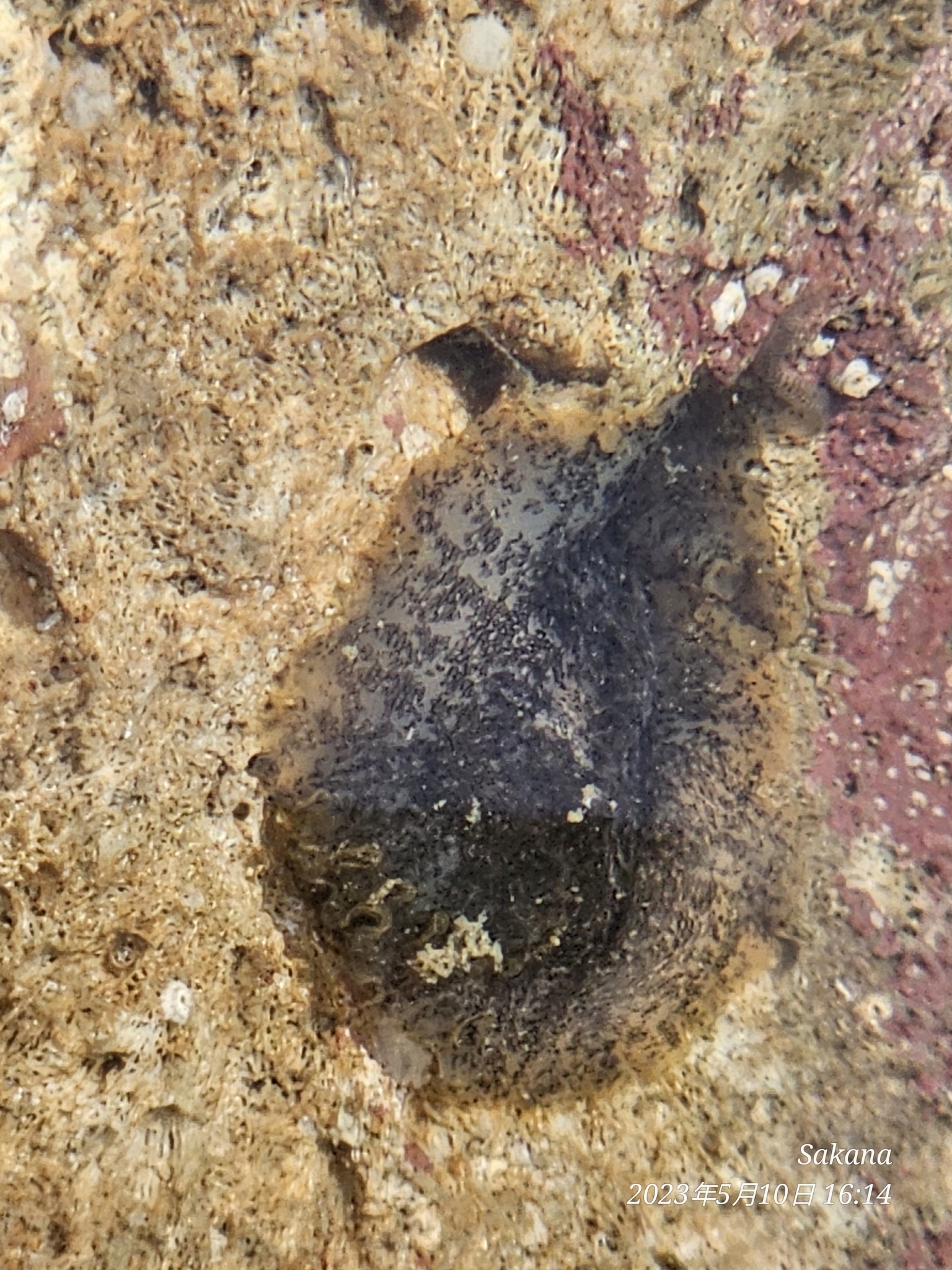 Scutus sinensis (Blainville, 1825)