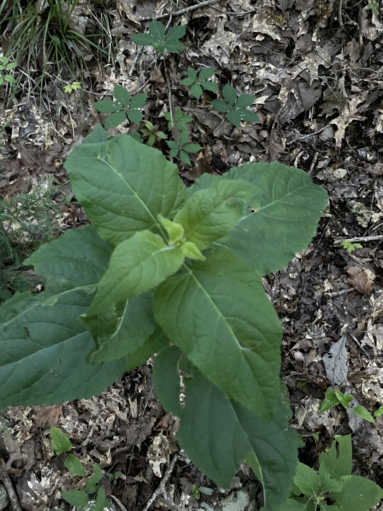 Chapman's sage from Waynesboro, MS, US on May 12, 2023 at 06:15 PM by ...