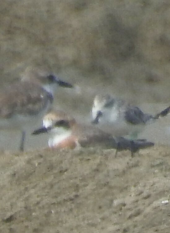 Spoon-billed Sandpiper in February 2020 by Scott Flamand · iNaturalist