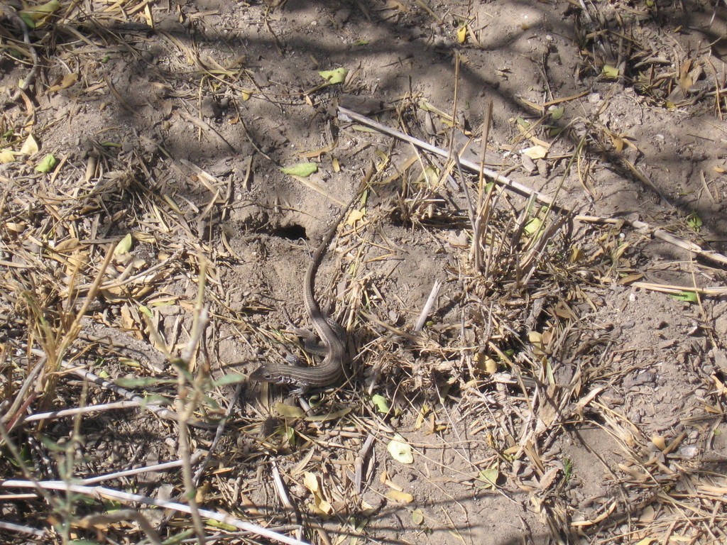 Huico manchado (Anfibios y Reptiles del Parque Nacional Montecristo, El ...