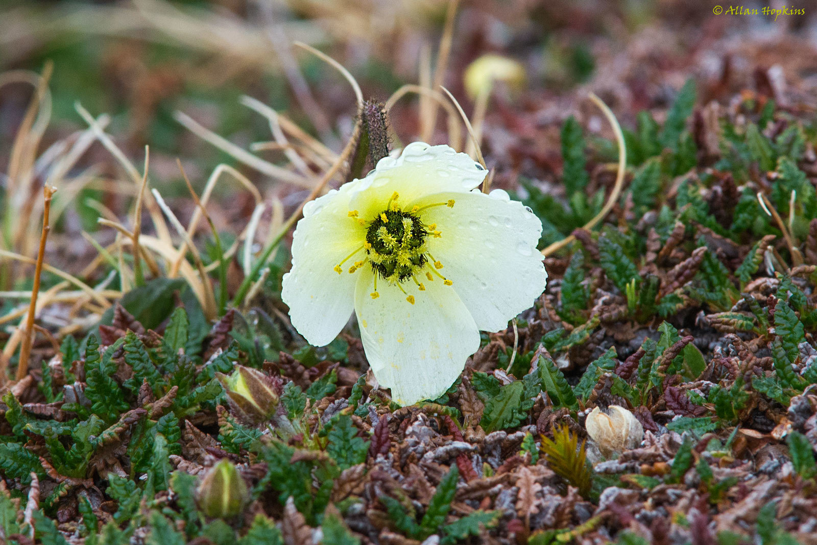 White Arctic Poppy