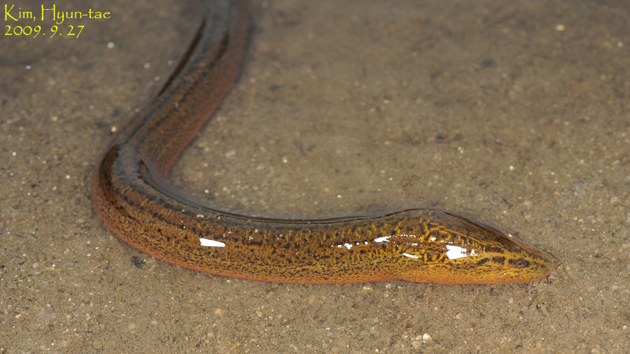 Asian swamp eel from Hongseong, KR-GN, KR on September 27, 2009 by Kim ...