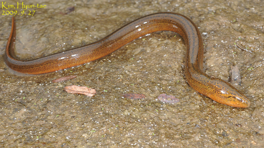 Asian Swamp Eel (Monopterus albus) - Marine Life Identification