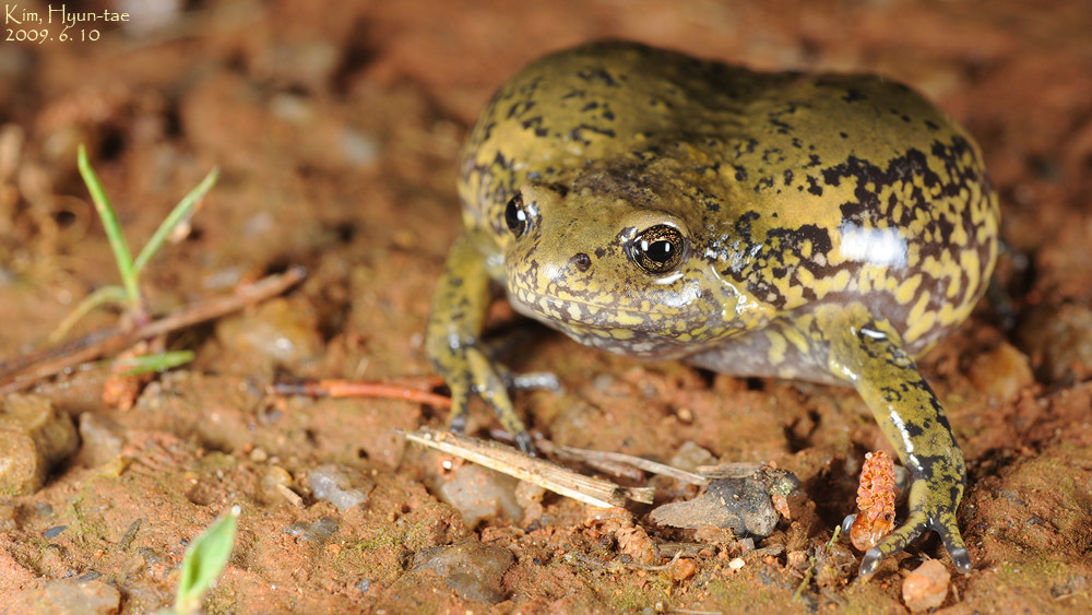 Boreal Digging Frog from Seosan, KR-GN, KR on June 10, 2009 by Kim ...