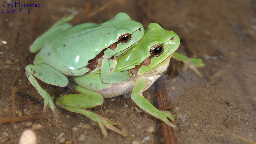 Suweon Tree Frog in May 2009 by Kim, Hyun-tae. Hyla suweonensis ...