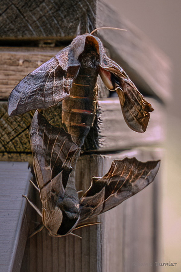 Southwestern Eyed Sphinx from Nanaimo, BC, Canada on May 15, 2023 at 08 ...