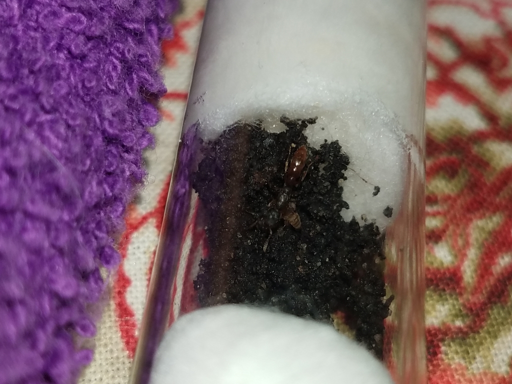 Eastern Dracula Ant from Dunkirk, WI, USA on May 6, 2021 at 09:41 PM by ...