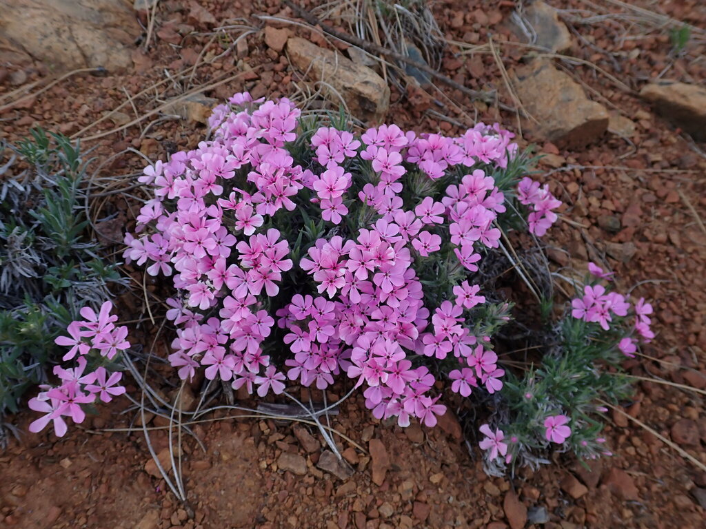 Yreka phlox in May 2023 by Luca Hickey. In Pinus jeffreyi forest on ...