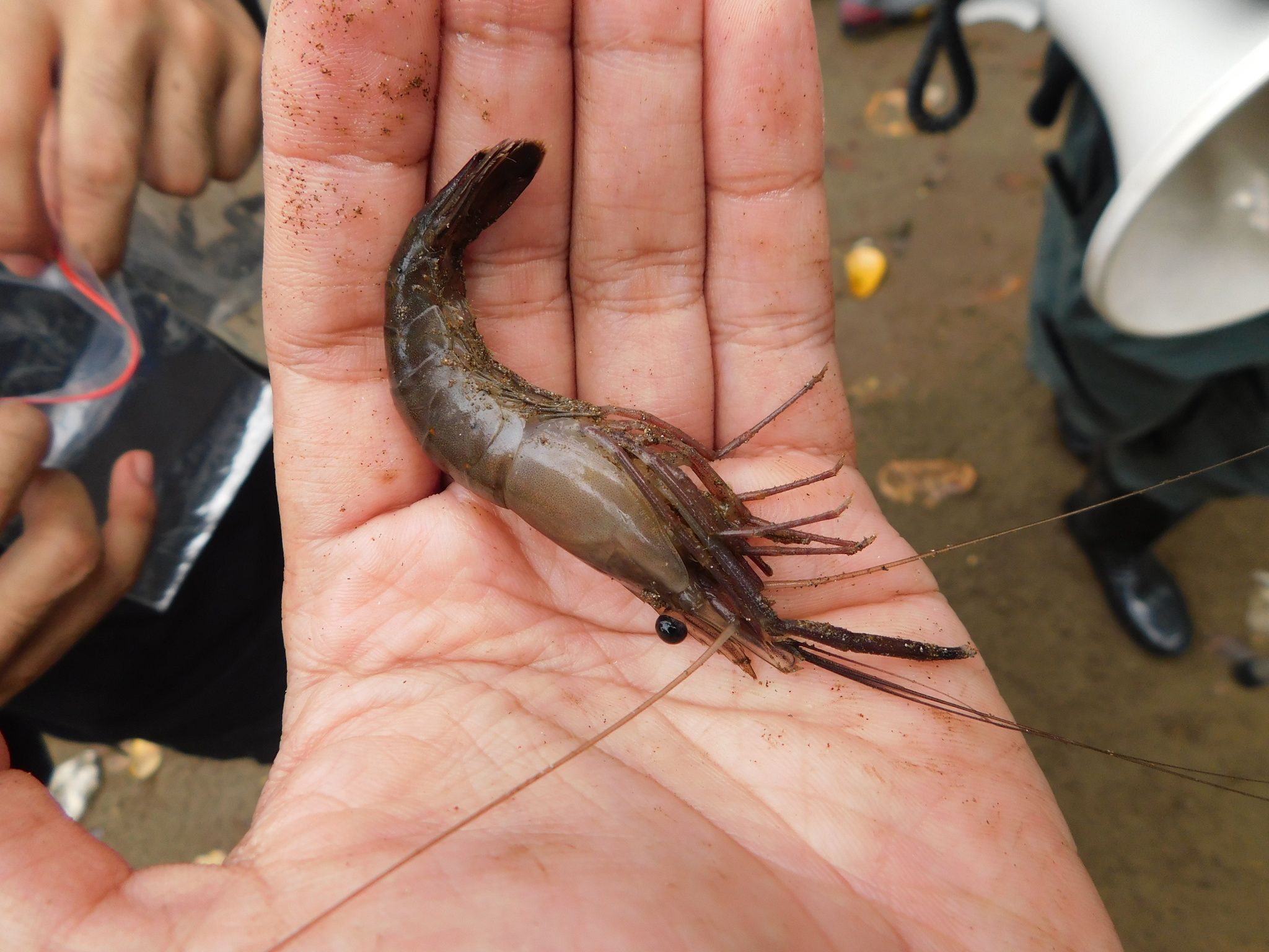 Macrobrachium lar (Fabricius, 1798)