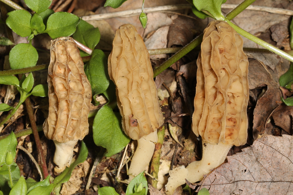true morels from Leechburg, PA 15656, USA on May 05, 2023 at 04:23 PM ...
