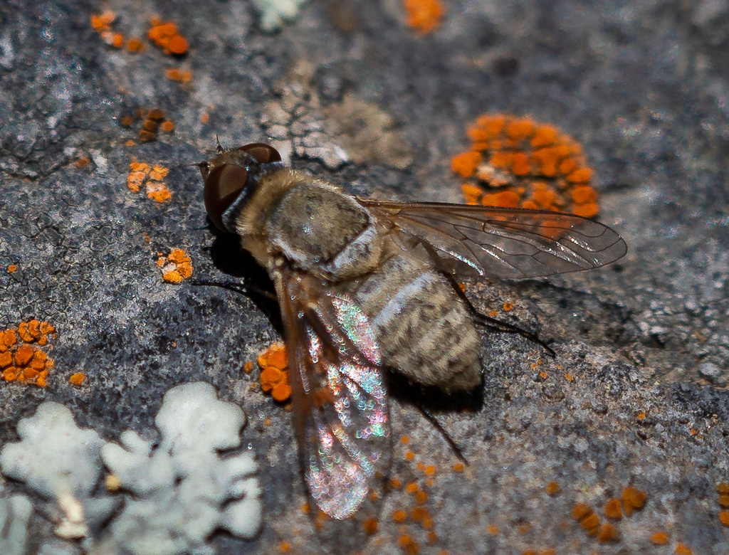 banded bee flies from Cleveland National Forest, Trabuco Canyon, CA, US ...