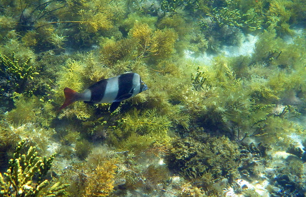 Magpie Perch from Marino Rocks, Marino SA 5049, Australia on October 27 ...