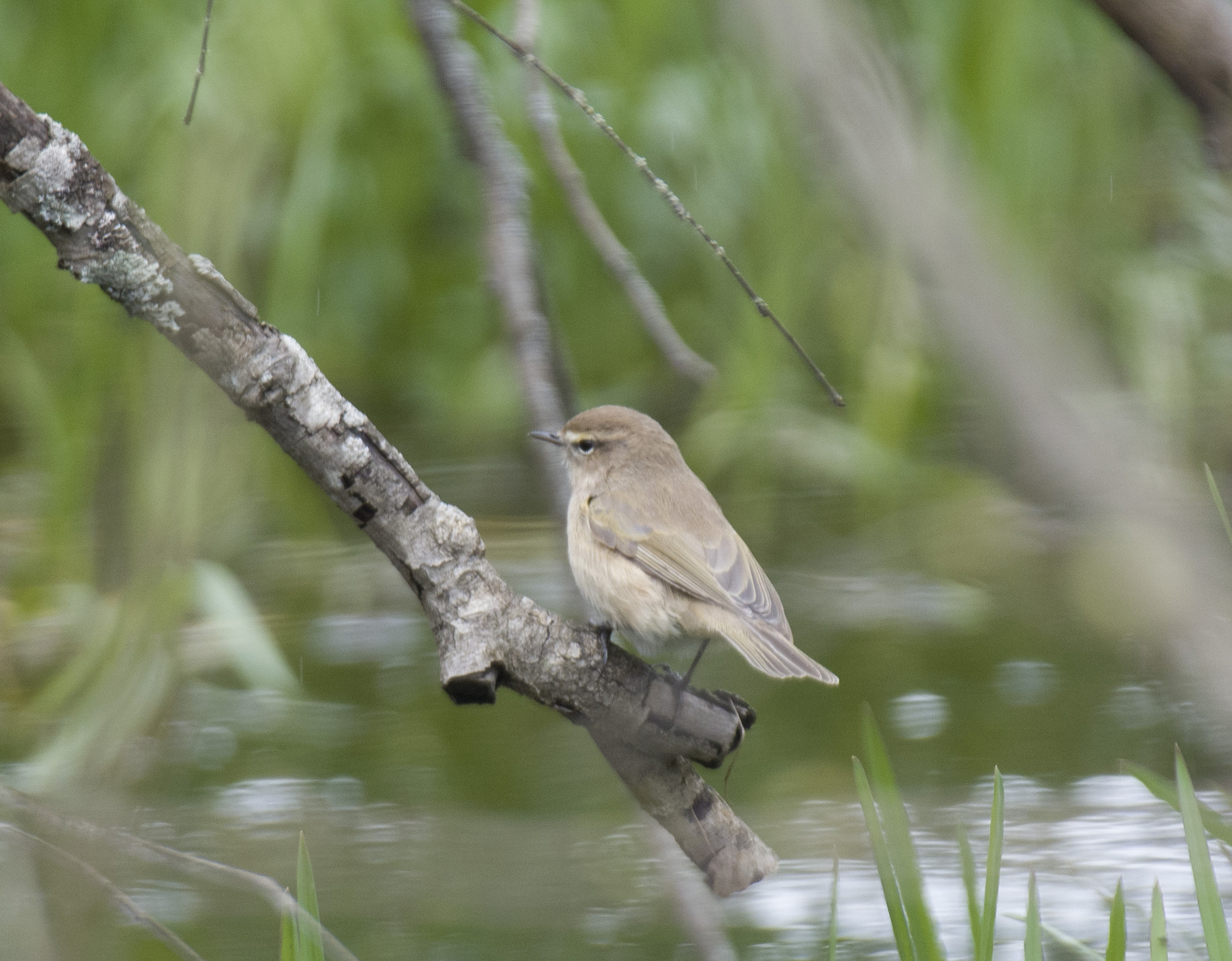 Phylloscopus sindianus W.E.Brooks, 1880