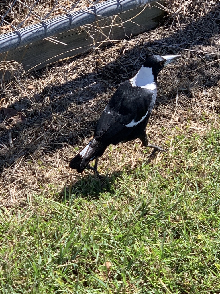 Australian Magpie from John St, Yeppoon, QLD, AU on May 16, 2023 at 11: ...
