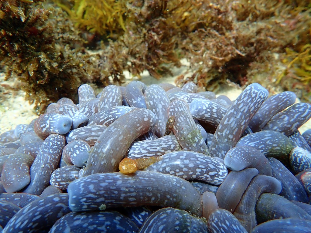 Clingfishes (Gobiesocidae) - Marine Life Identification