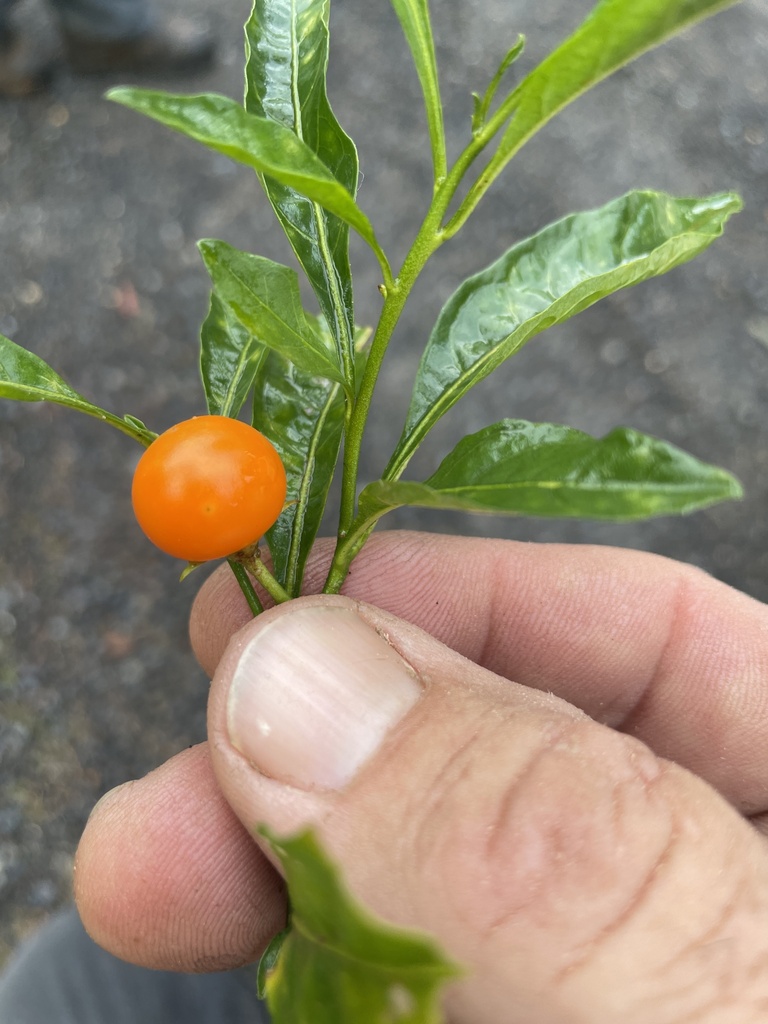 Jerusalem cherry from Main Range National Park, Tregony, QLD, AU on May ...