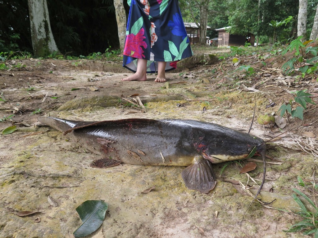 Vundu (Heterobranchus longifilis) - Marine Life Identification