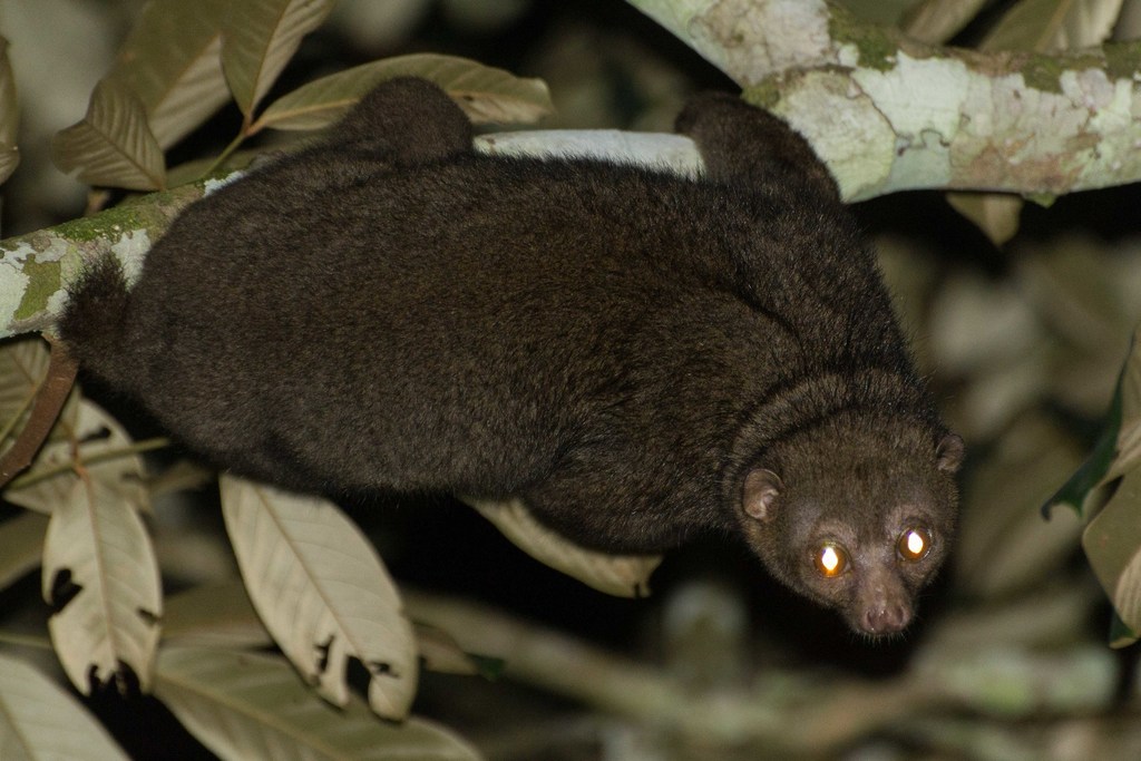 Central African Potto (Perodicticus edwardsi) - Know Your Mammals