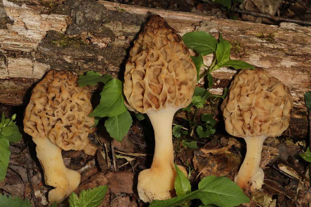 true morels from Leechburg, PA 15656, USA on May 05, 2023 at 05:04 PM ...