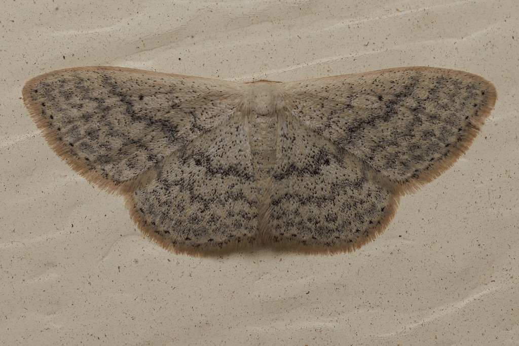Geometer Moths in May 2023 by Andrew Humpage · iNaturalist