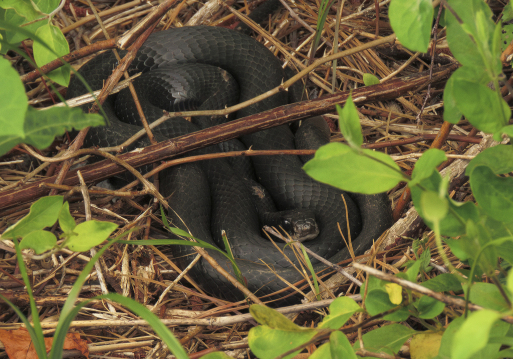 Northern Black Racer from Orange County, NC, USA on May 15, 2023 at 01: ...