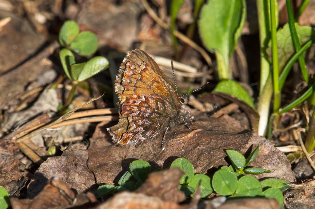 Western Pine Elfin from Kananaskis, AB T0L, Canada on May 15, 2023 at ...