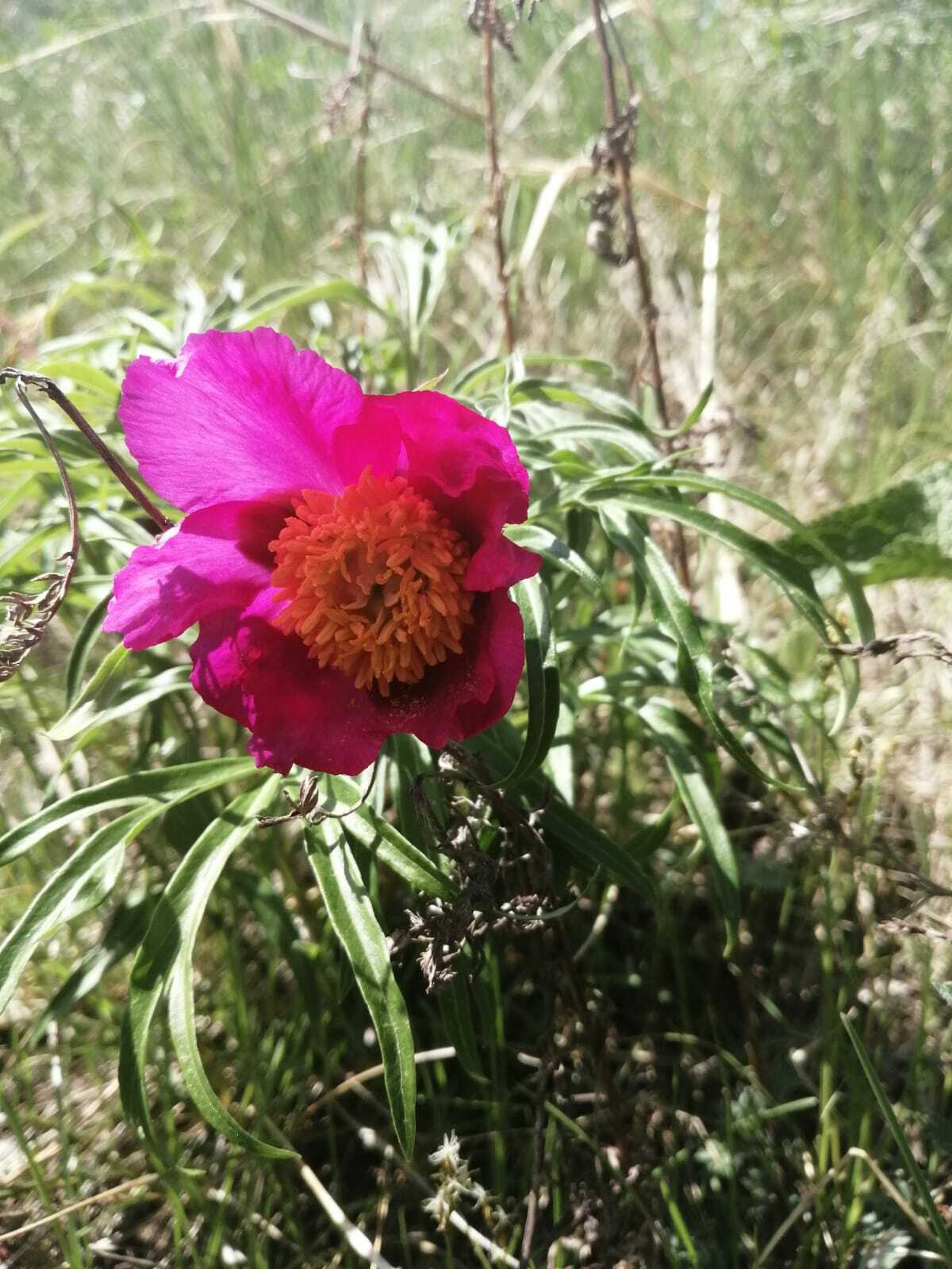 Paeonia intermedia C.A.Mey. ex Ledeb.