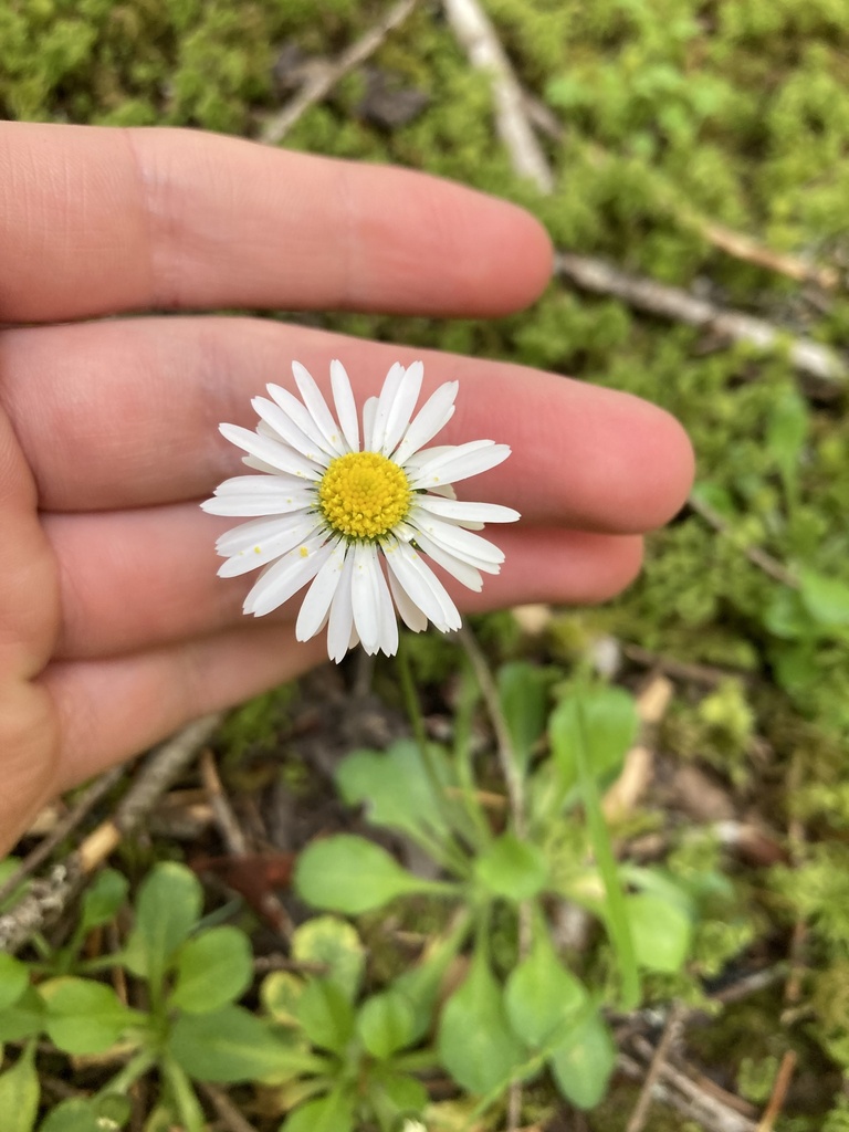 Lawn daisy from Lorimer Rd, Highlands, BC, CA on May 11, 2023 at 02:16 ...