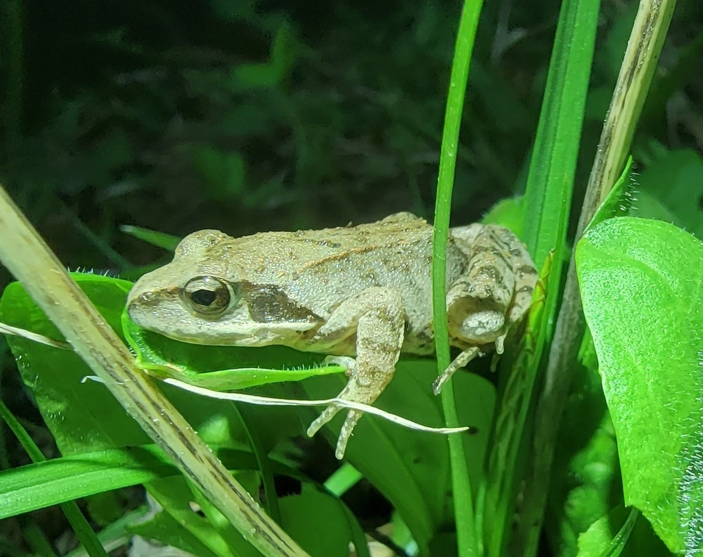 Huanren Frog from Dandong, CN-LN, CN on May 15, 2023 at 08:18 PM by ...