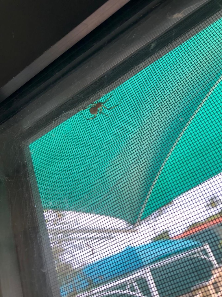 Brown Widow from Shin Qi 7 Conjunto 14, 1–15, Brasília, DF, BR on ...