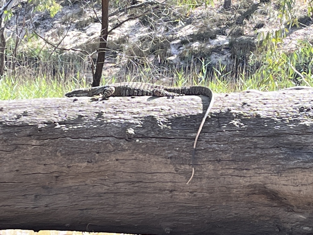 Lace Monitor from Wail State Forest, Wail, VIC, AU on March 20, 2023 at ...