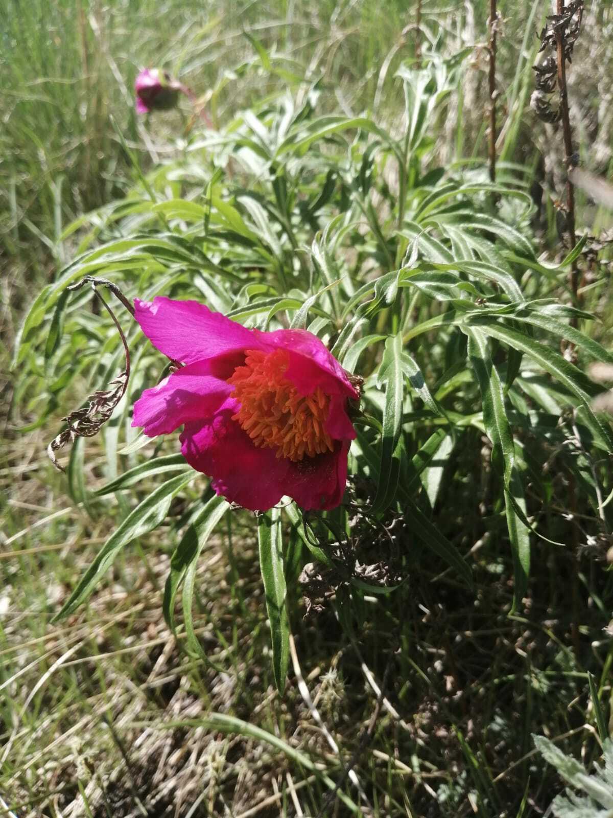 Paeonia intermedia C.A.Mey. ex Ledeb.