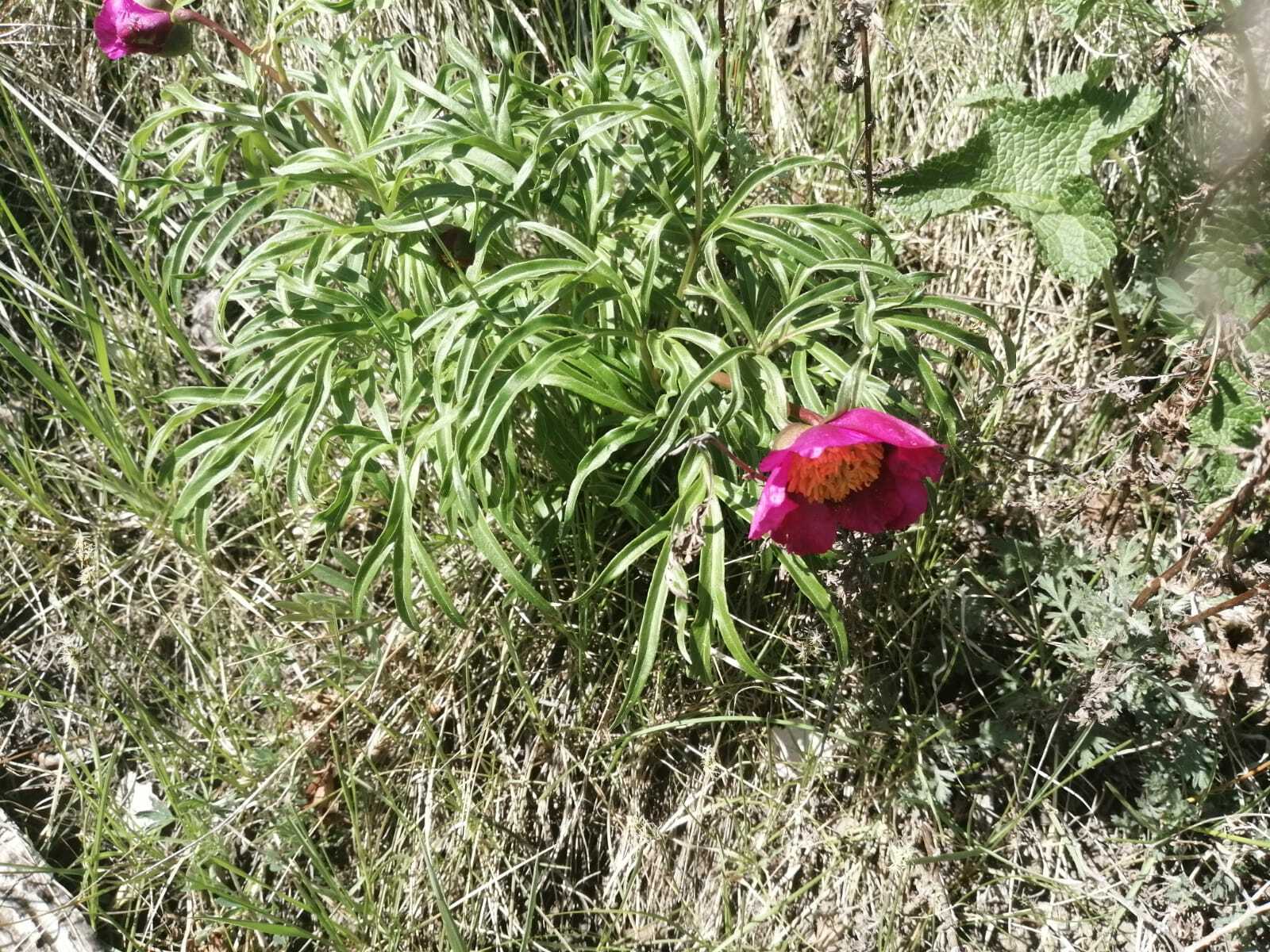 Paeonia intermedia C.A.Mey. ex Ledeb.
